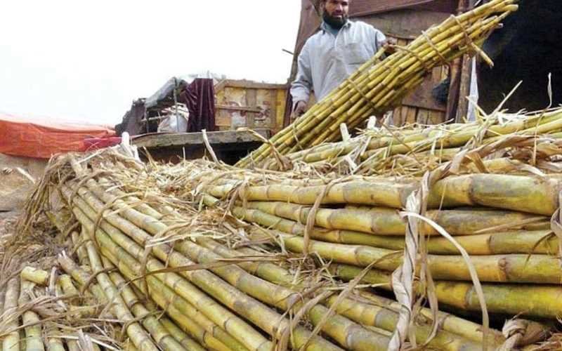 पाकिस्तानात ऊस स्पर्धा, सरकार देणार एकरी ३० हजार-sugartoday