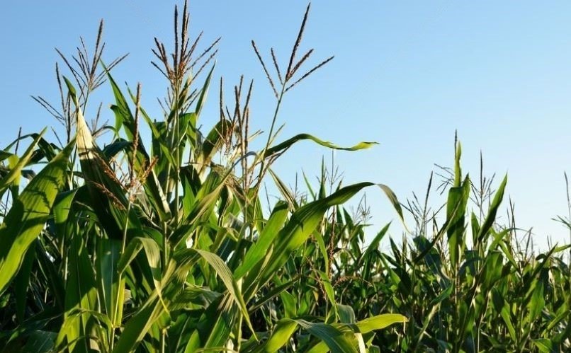 उसानंतर मक्याला येणार चांगले दिवस-sugartoday