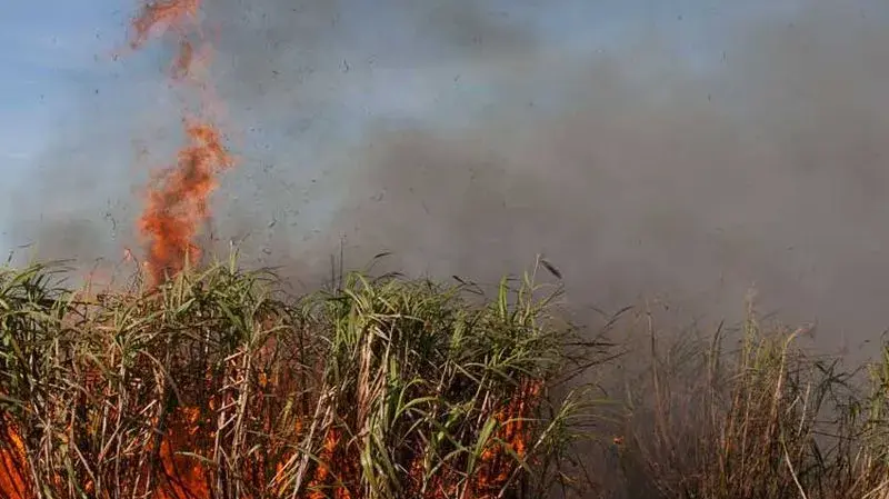 20 acres of sugarcane caught fire in Kalamanuri taluka
